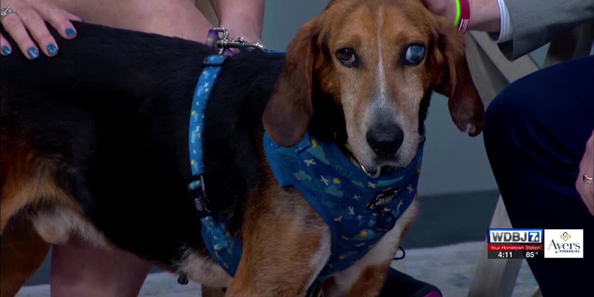 Angels Of Assisi Talks New Adoption Event